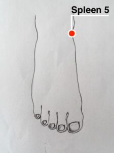 The Spleen Meridian | Naturegrooves