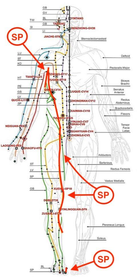 The Spleen Meridian | Naturegrooves